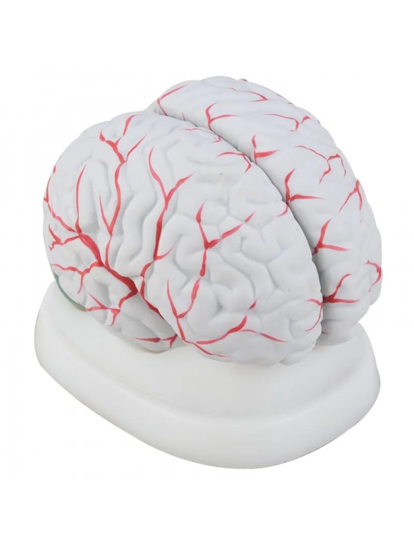 Ear Model (5 Times Enlarged) Dissectible Into 4 Parts